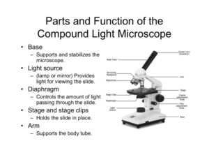 Parts of A Compound Microscope » Microscope Club