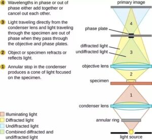 Dark Field Microscopy: What it is And How it Works » Microscope Club