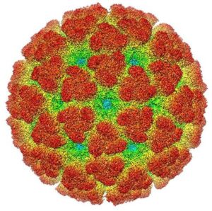 Can Viruses Be Seen With A Light Microscope? » Microscope Club