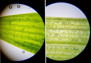 What Does Grass Look Like Under a Microscope? » Microscope Club