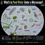 Observing Pond Water Under a Microscope » Microscope Club